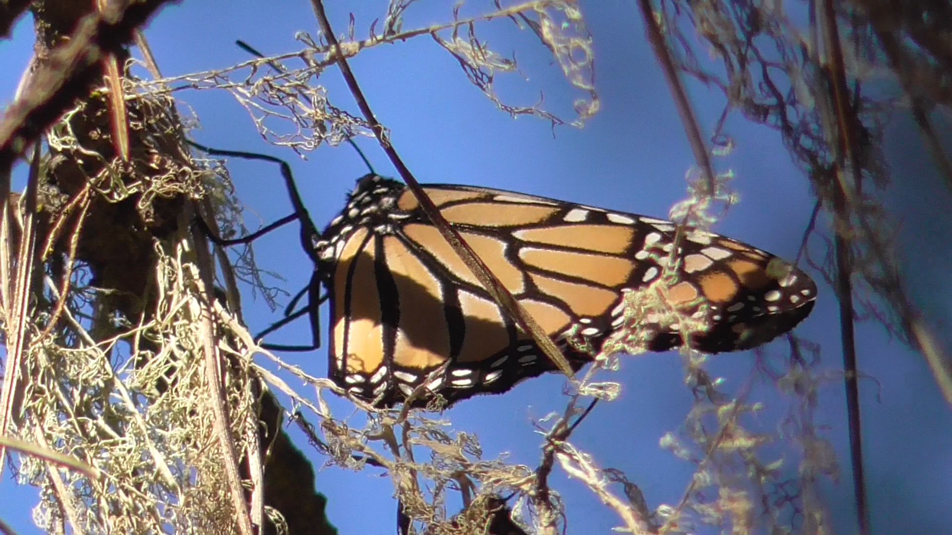 11/23/2021 Pacific Grove Monarch Sanctuary #5